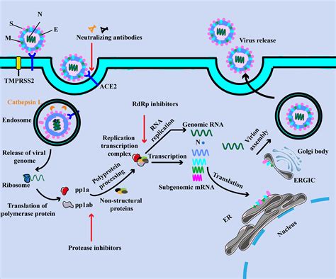 Frontiers Innate And Adaptive Immune Response In Sars Cov 2 Infection