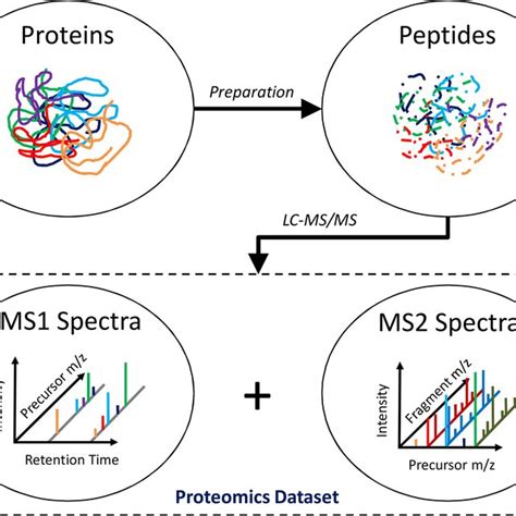 In A Typical Shotgun Proteomics Workflow Proteins Are Extracted From