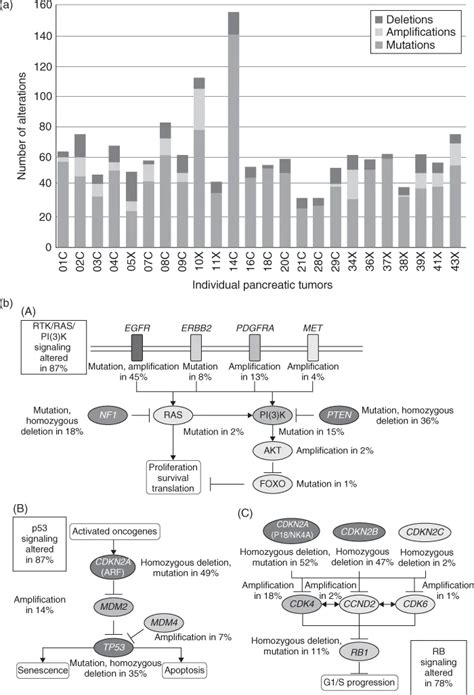 PDF Cancer As A Metabolic Disease By Thomas Seyfried