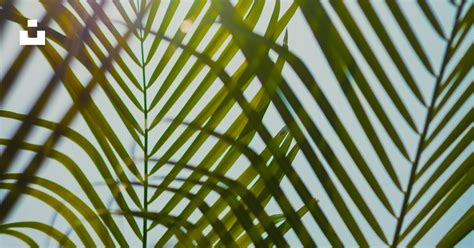 緑と白の葉の植物の写真 Unsplashのペルーの無料画像