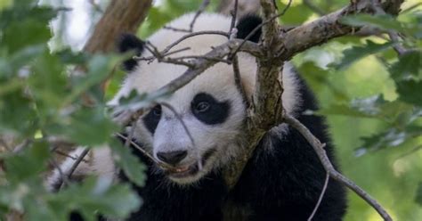 Big Cats At National Zoo Test Presumptive Positive For Covid 19 Breitbart