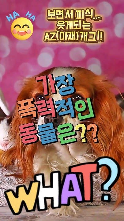 아재개그 레전드 가장 폭력적인 동물은~ 아재개그 아재 개그 아재감성 개그영상 Gag 아저씨개그 유머 유머영상