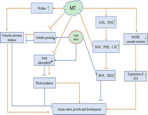 Effects Of Melatonin On Growth And Antioxidant Capacity Of Naked Oat