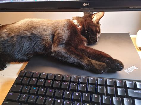 Part 2 My Other Cat Is Also Happy I Switched Back To Thinkpads R Thinkpad