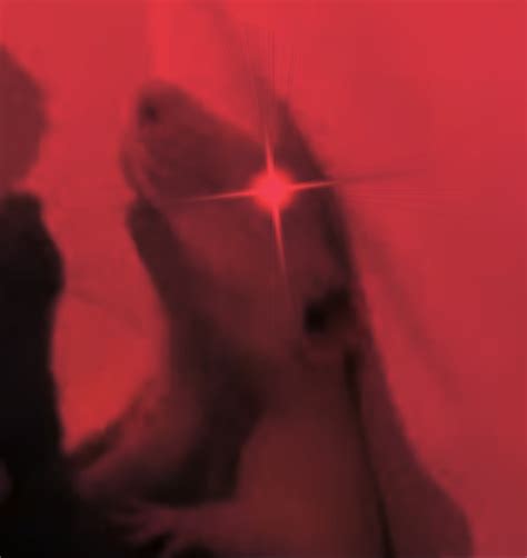 Create Meme Youre A Rat Sex Hamster The Little Rat Pictures