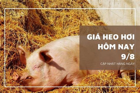 Giá heo hơi hôm nay 9 8 Biến động trái chiều mức tăng cao nhất 2 000