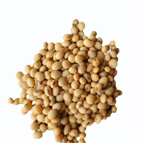 Kds 726 Soya Bean Seeds At ₹ 61kg In Lucknow Id 2855521347855