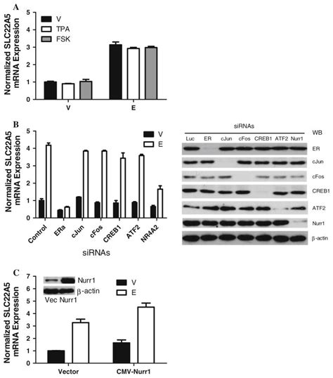 Slc22a5octn2 Expression In Breast Cancer Is Induced By Estrogen Via A