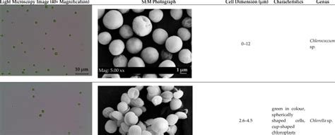 Images And Morphology Of Three Green Microalgae Download Scientific Diagram