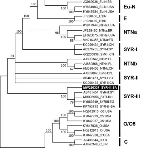 Phylogenetic Dendrogram Based Upon Full Length Genome Of Pvy To Infer