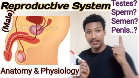 የወንድ መራቢያ አካል ክፍሎች reproductivesystem anatomy physiology እስፐርም ከየት ይመረታል Reproductive