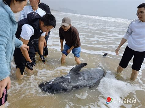 报小拍鲸鱼搁浅鼎龙湾 群众合力救助湛江云媒（湛江新闻网）