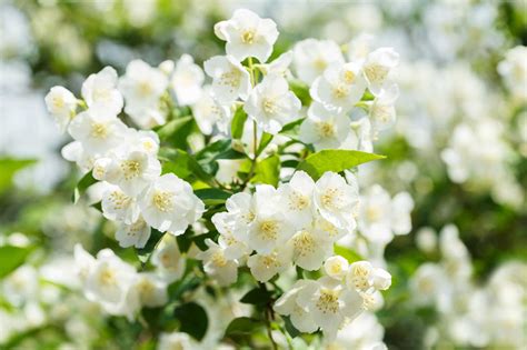 Plantas Para Deixar Sua Casa Mais Perfumada