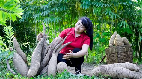 How To Harvest Cassava Goes To Market Sell Harvesting And Cooking