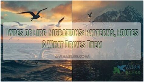 Types Of Bird Migrations Patterns Routes And What Drives Them