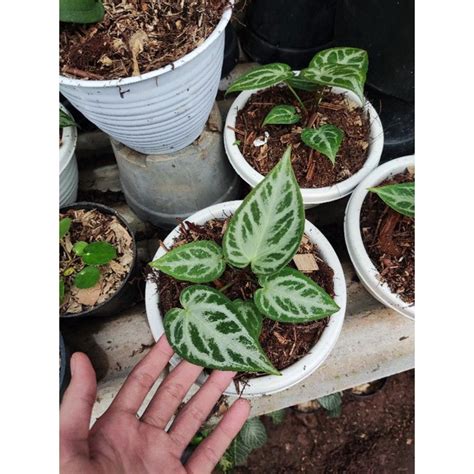 Jual Tanaman Hias Kupung Gajah Silver Blush Anthurium Silver Blush