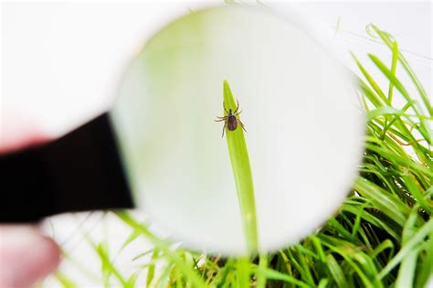 When Will Pfizers New Lyme Disease Vaccine Be Available