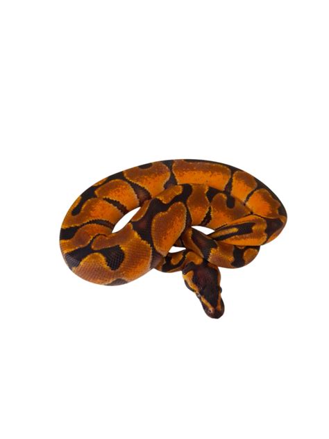 Python Regius Enchi Femelle N Jurassic NAC