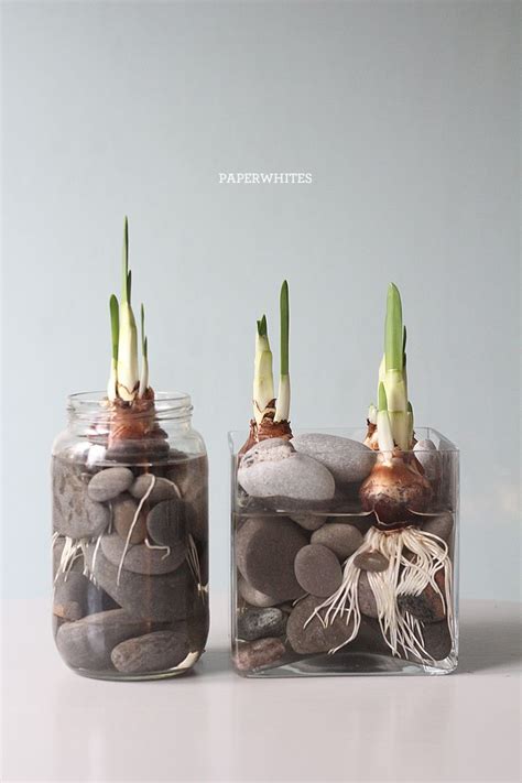 10 Inspiring Containers For Your Winter Bulbs Artofit