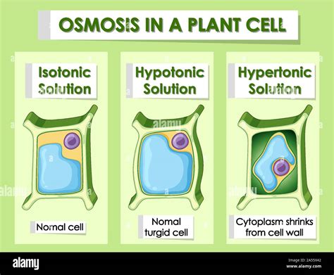 Osmosis In Plants