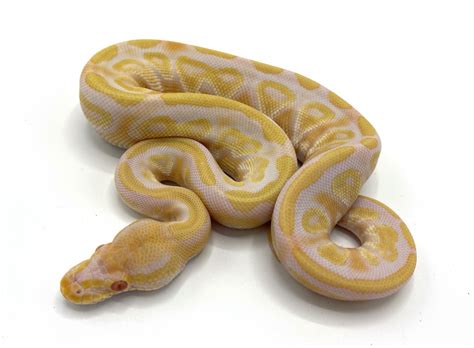 Albino Mojave Royal Constrictor Designs