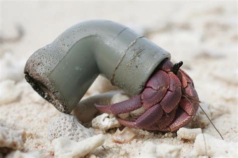 Most Land Hermit Crab Species Now Use Plastic Trash For Shells The