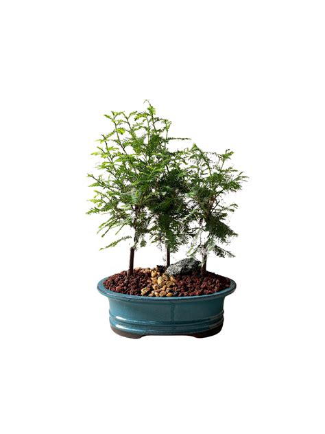Bonsai Kits