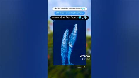 ঠিক নীল তিমি মতো ভালোবাসবো তোমায় Youtube