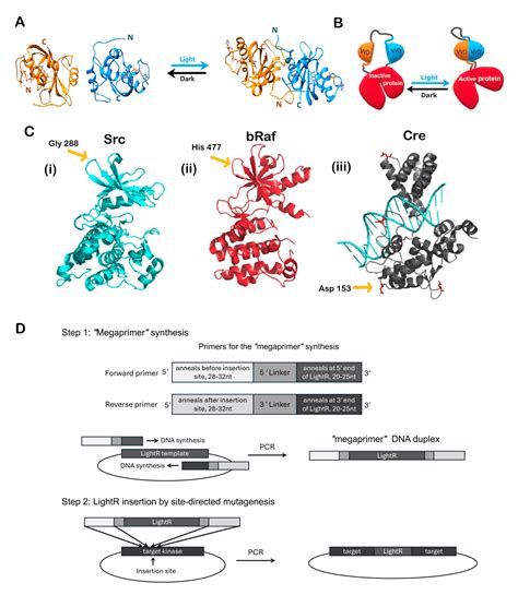 Video Spatiotemporal Control Of Protein Activity Through Optogenetic