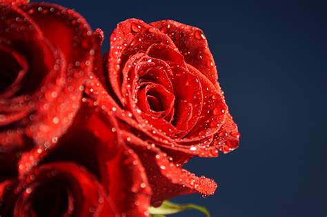 빨간 장미입니다 웨딩 배경입니다 발렌타인 하루입니다 결혼 의식에 대한 스톡 사진 및 기타 이미지 결혼 의식 결혼식 금