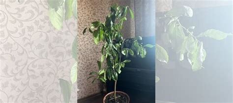 Лимонное дерево купить в Мурманске Товары для дома и дачи Авито