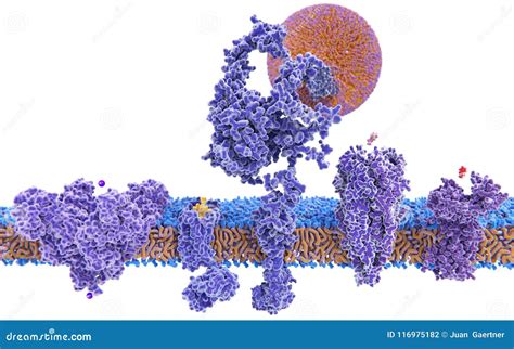 Structure Variety Of Membrane Proteins Stock Illustration