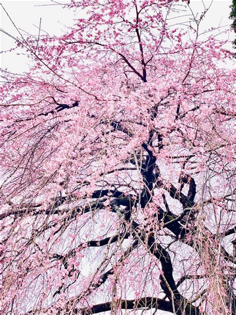 満開まであと少し 長野市・松本市・上田市・諏訪市の注文住宅はあったか子育て応援住宅