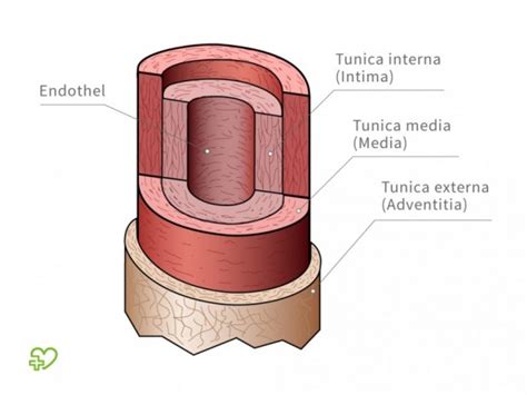 Aneurysma Definition Aufbau der Gefäße Aneurysma Formen Onmeda de