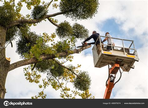 Two Male Service Workers Cutting Big Tree Branches Chainsaw High Stock Photo Bilanol I Ua
