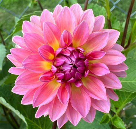 Jitterbug Neverland Garden And Flower Farm