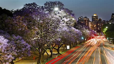 Día Del árbol Festejos En La Ciudad Con Un Nuevo Mini Bosque Frente Al