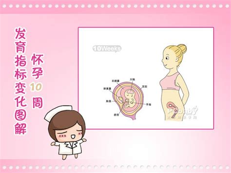 怀孕10周准爸妈指南 幸福妈咪 亲子图库 太平洋亲子网