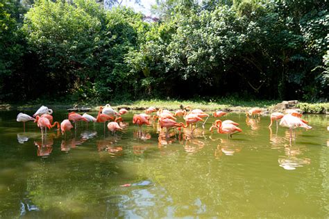 연못에는 분홍색 플라밍고무리가 서 있다 자연 공원에서 분홍색 새떼 화창한 날 물 근처의 녹색 나무 0명에 대한 스톡 사진 및 기타 이미지 Istock