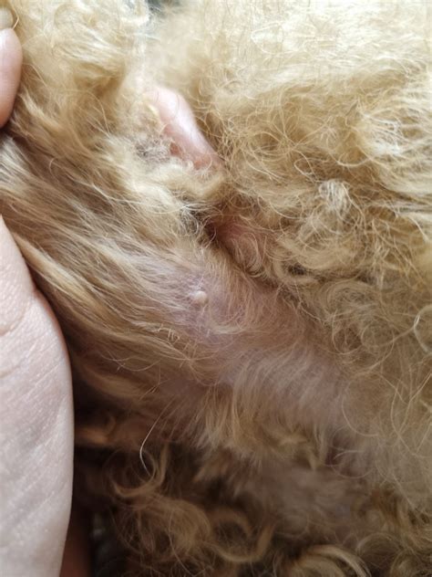 강아지 꼬리에 이거 물집 인가요 지식in