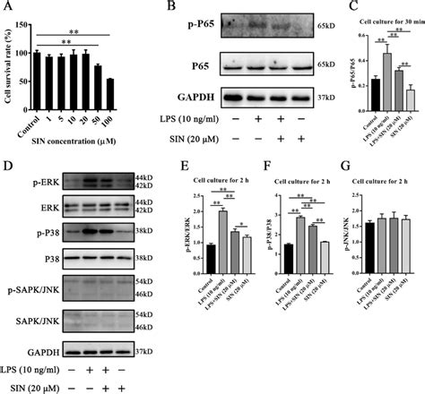 Sinomenine Inhibited The Inflammatory Activity Of Neutrophils In Vitro