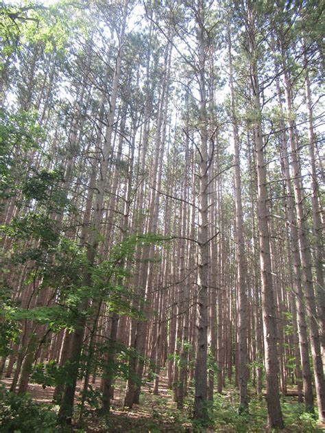 20210731 Oak Openings Preserve Metropark Hiking With Doc
