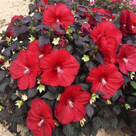 HIBISCUS BYLINOWY Holy Grail Czerwony 2L Doniczka 10871692497 Oficjalne Archiwum Allegro