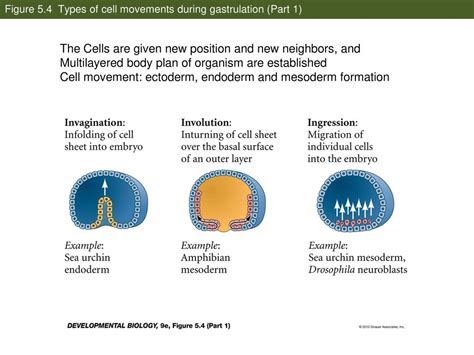 Figure 5 1 Cell Cycles Of Somatic Cells And Early Blastomeres Part 1