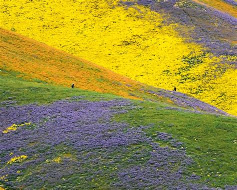 Lompoc Flower Fields 2017 Best Flower Site