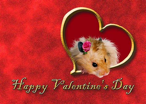Valentines Day Hamster Photograph By Jeanette K Fine Art America