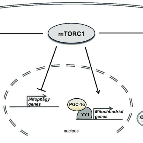 Metformin Counteracts Mitochondrial Network Fragmentation In Cells With
