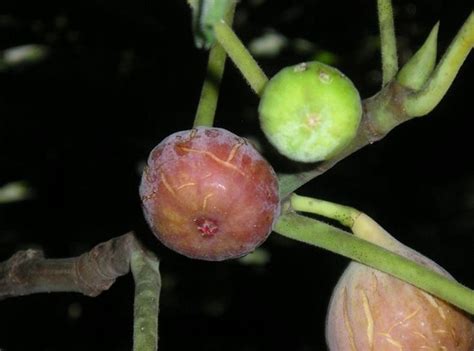 Fig Varieties