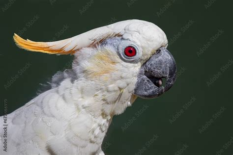 A Side Profile Portrait Of A Citron Crested Cockatoo Cacatua Sulphurea