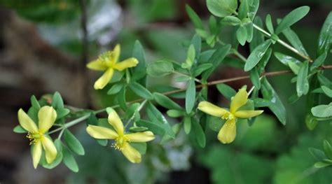 Hypericum Hypericoides St Andrew S Cross North Carolina Extension